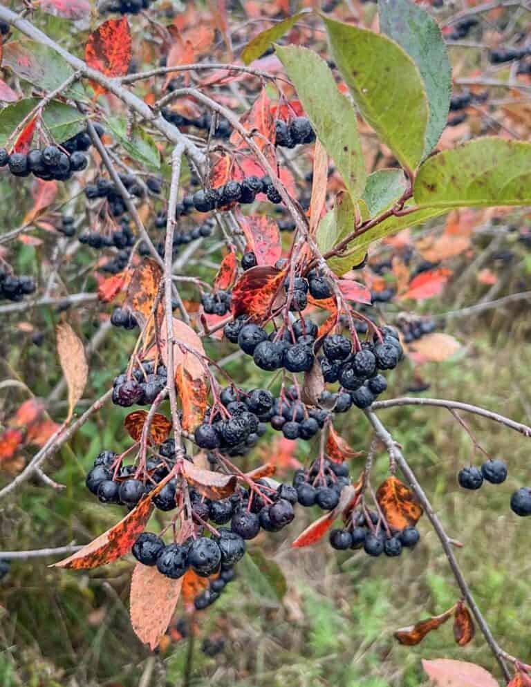 Black Chokeberry (Aronia melanocarpa): an Underused Edible Fruit