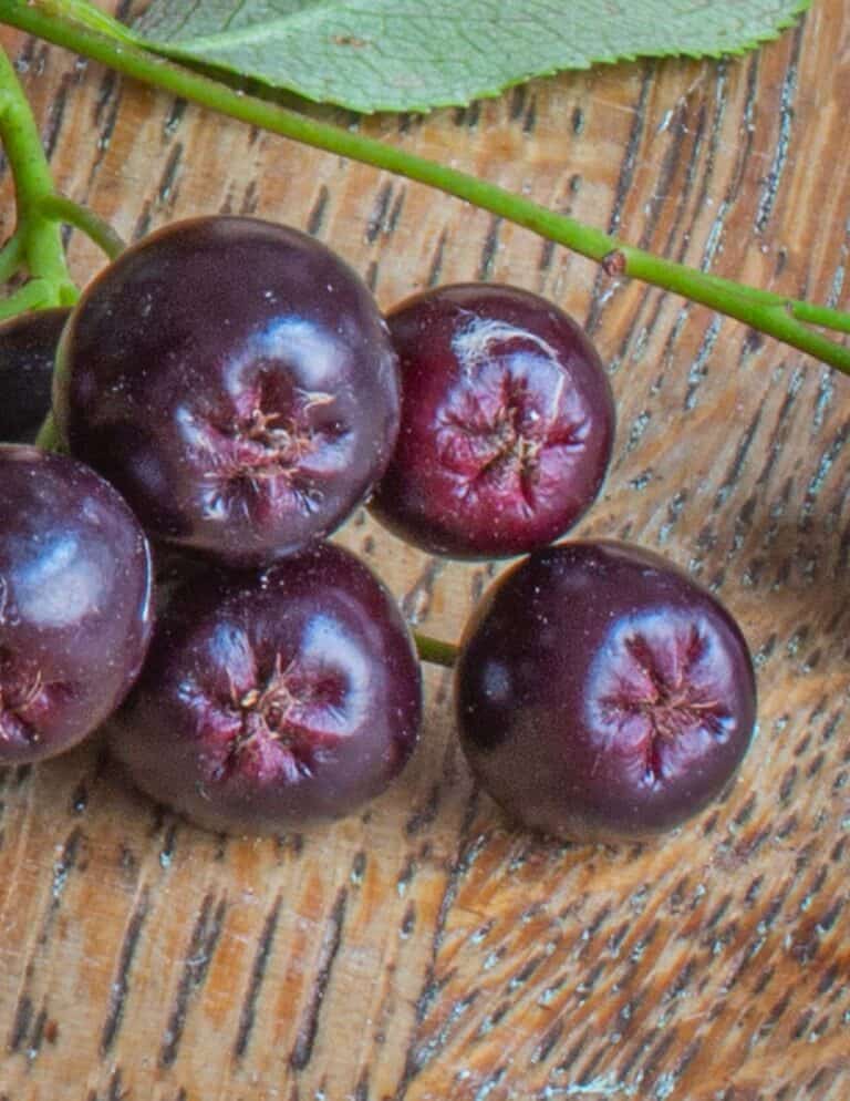 Black Chokeberry (Aronia melanocarpa): an Underused Edible Fruit