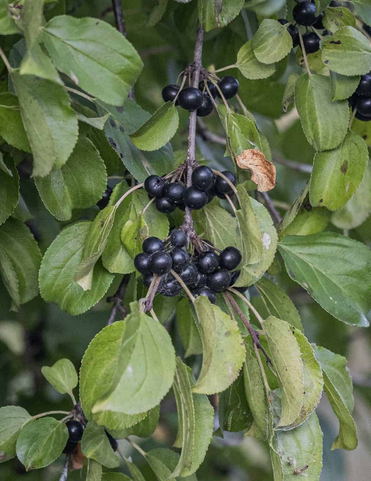 Black Chokeberry (Aronia melanocarpa): an Underused Edible Fruit