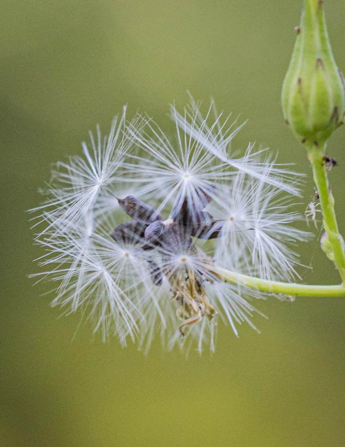 Foraging Wild Lettuce: Identification, Harvesting and Cooking
