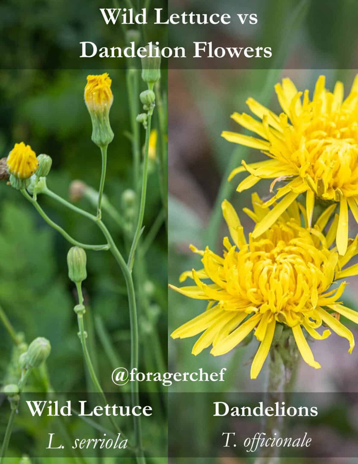 Foraging Wild Lettuce: Identification, Harvesting and Cooking