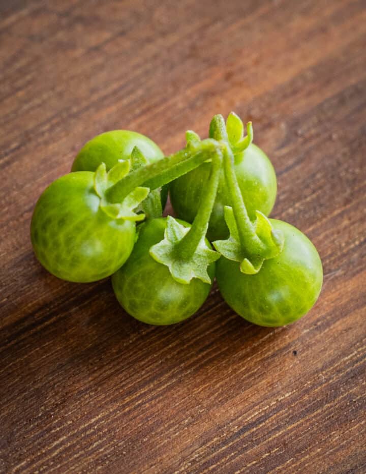 Black Nightshade Berries and Greens: A Traditional Food - Forager | Chef