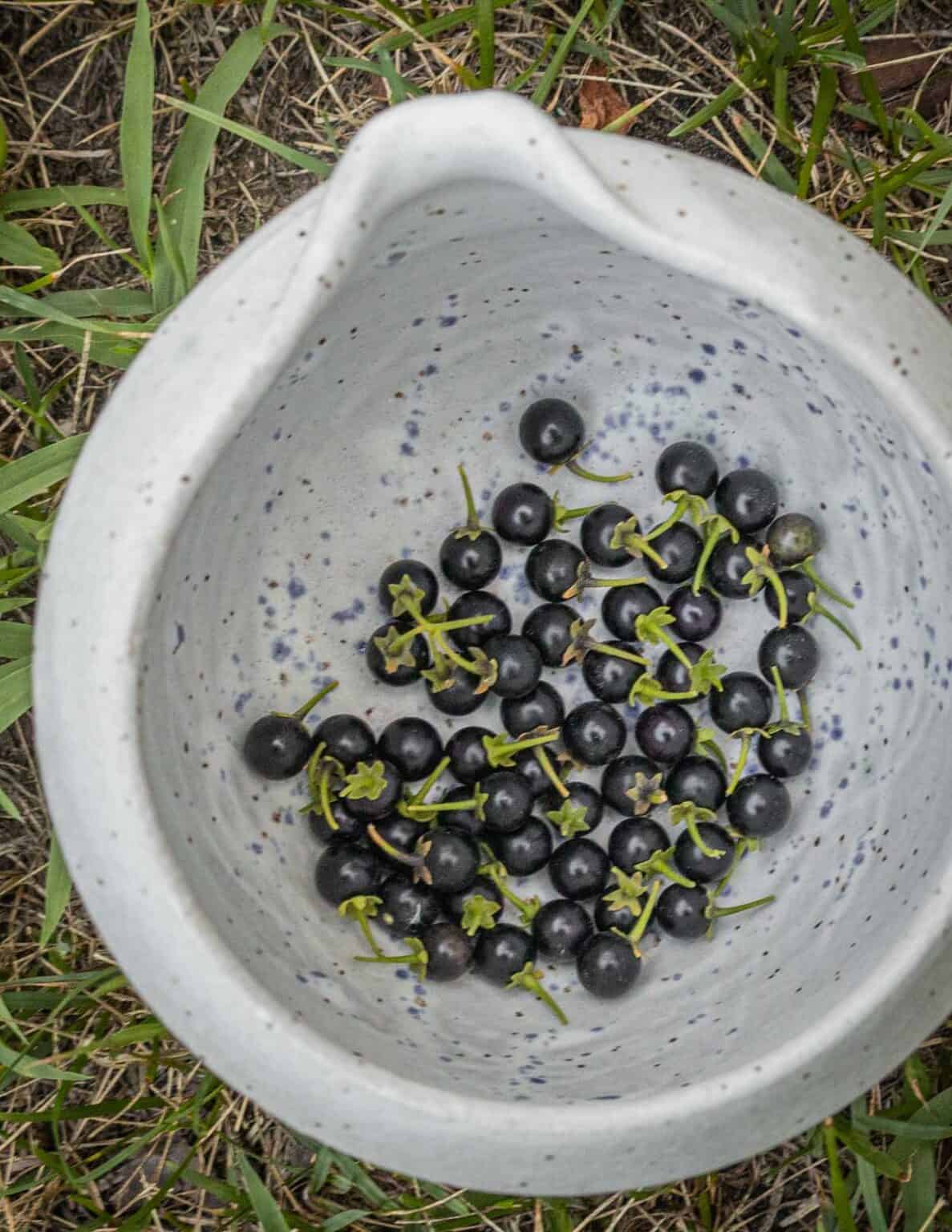 Black Nightshade Berries and Greens: A Traditional Food - Forager | Chef