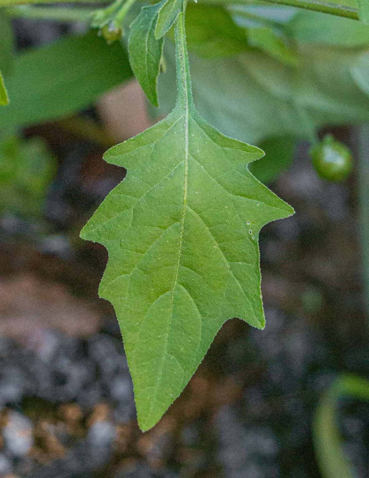 Black Nightshade Berries and Greens: A Traditional Food - Forager | Chef