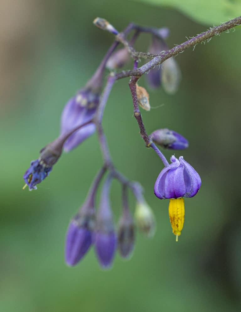 Black Nightshade Berries and Greens: A Traditional Food - Forager | Chef
