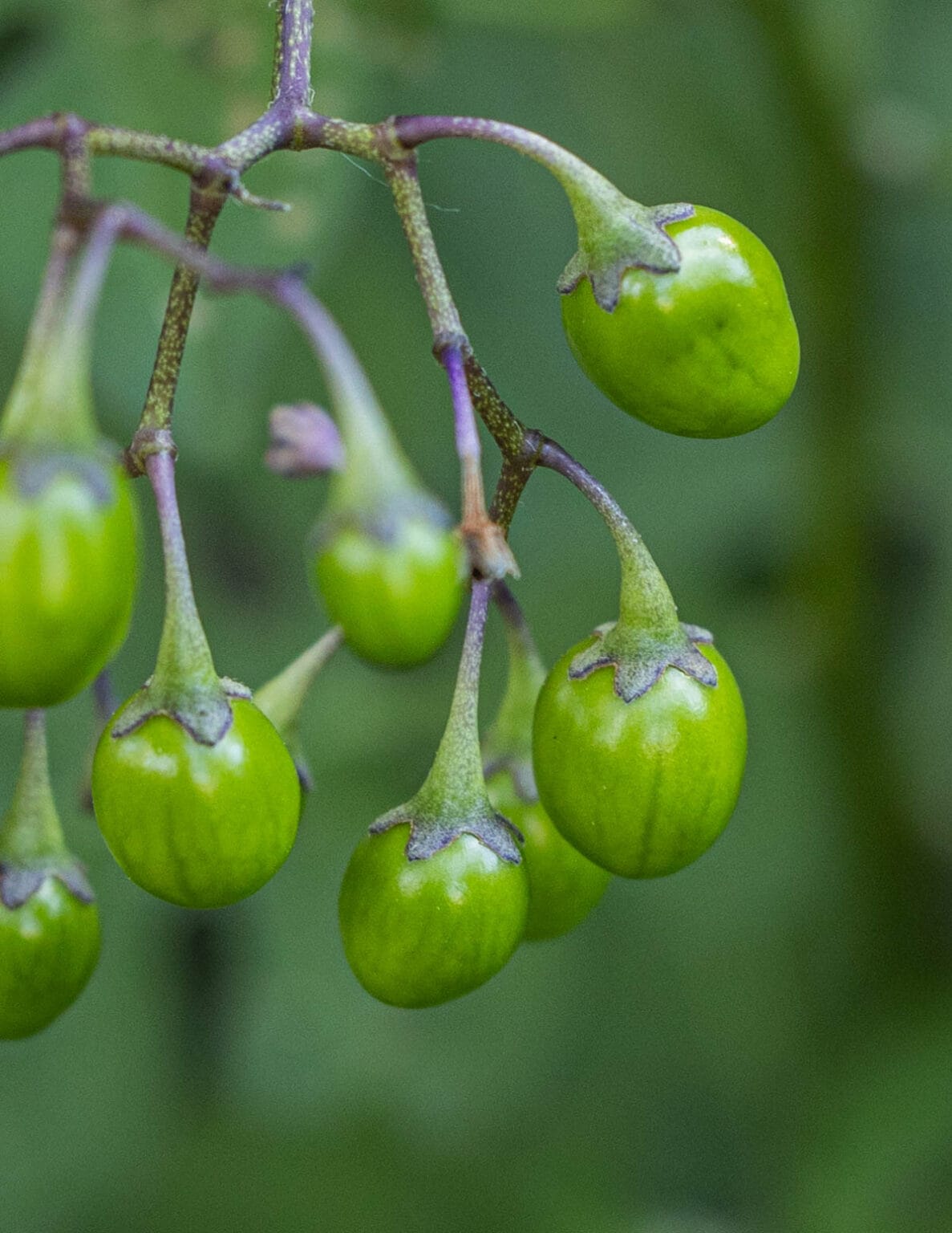 Black Nightshade Berries and Greens: A Traditional Food - Forager | Chef