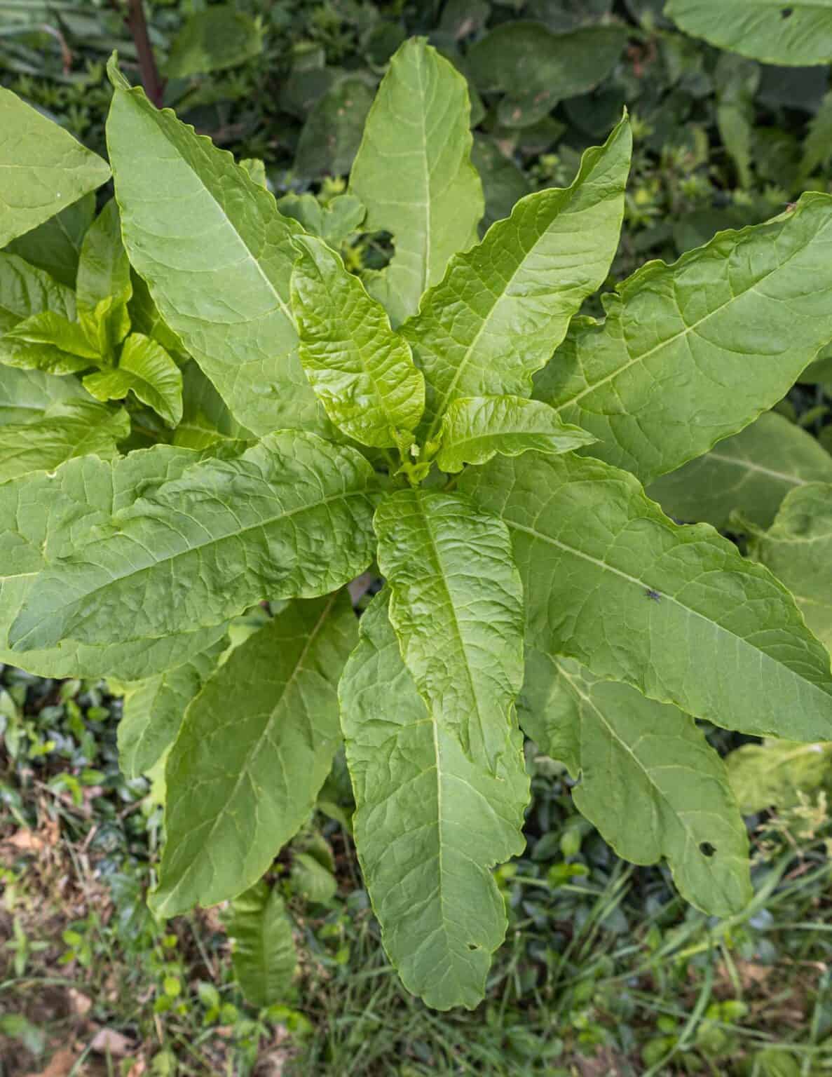 American Pokeweed: How to Cook and Prepare Poke Salad Safely - Forager ...