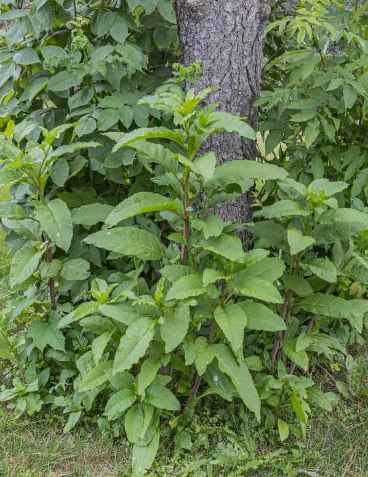 American Pokeweed: How to Cook and Prepare Poke Salad Safely - Forager ...