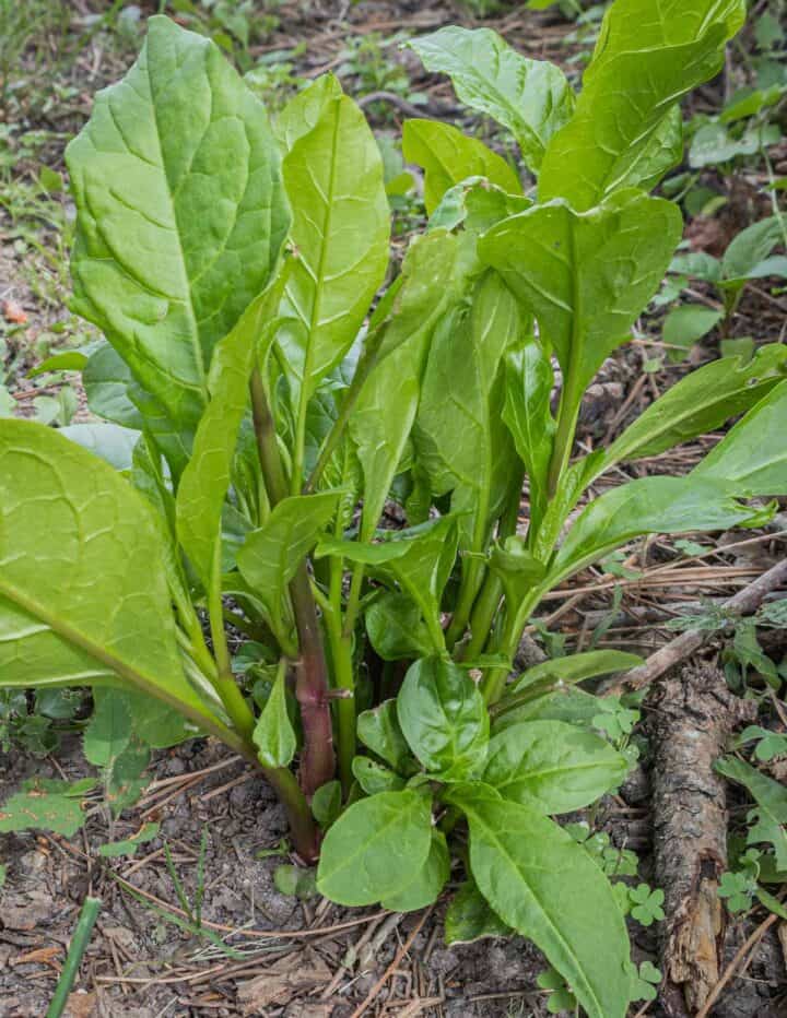 American Pokeweed: How to Cook and Prepare Poke Salad Safely - Forager ...