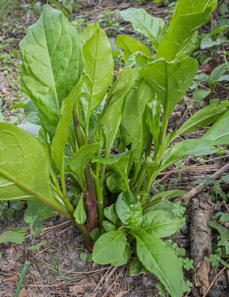 American Pokeweed: How to Cook and Prepare Poke Salad Safely - Forager ...