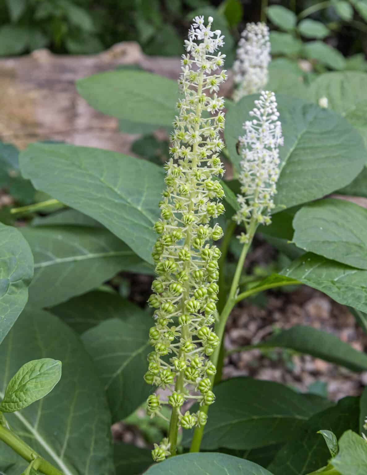 American Pokeweed: How to Cook and Prepare Poke Salad Safely - Forager ...