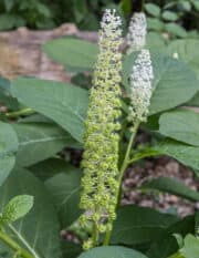 American Pokeweed: How to Cook and Prepare Poke Salad Safely - Forager ...