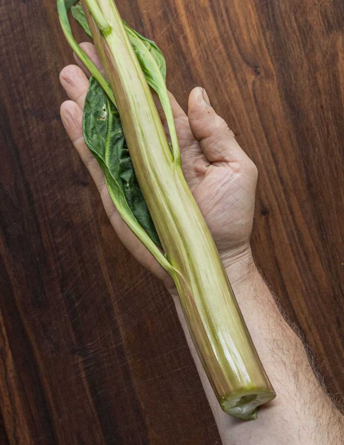 American Pokeweed: How to Cook and Prepare Poke Salad Safely - Forager ...