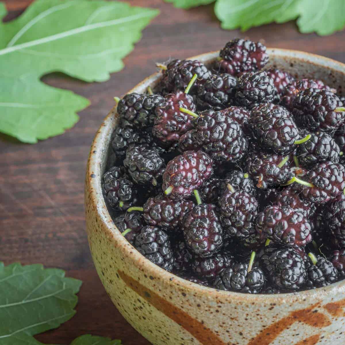 Mulberry Recipes Forager Chef Mulberry Recipes Forager Chef