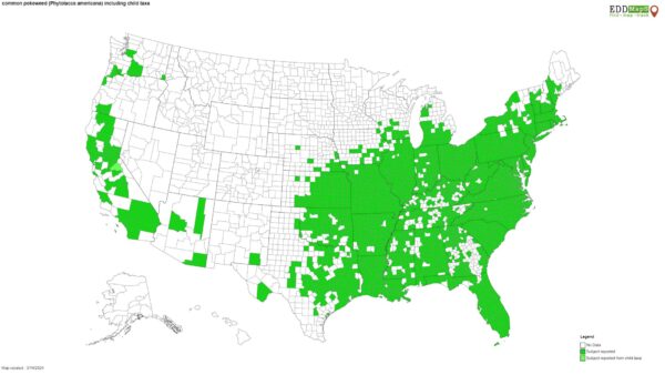 American Pokeweed: How to Cook and Prepare Poke Salad Safely - Forager ...