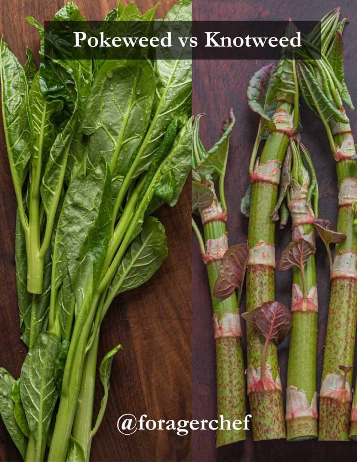 American Pokeweed: How to Cook and Prepare Poke Salad Safely - Forager ...