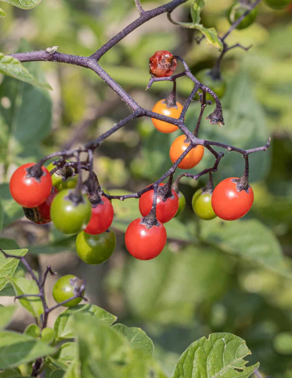 Black Nightshade Berries and Greens: A Traditional Food - Forager | Chef