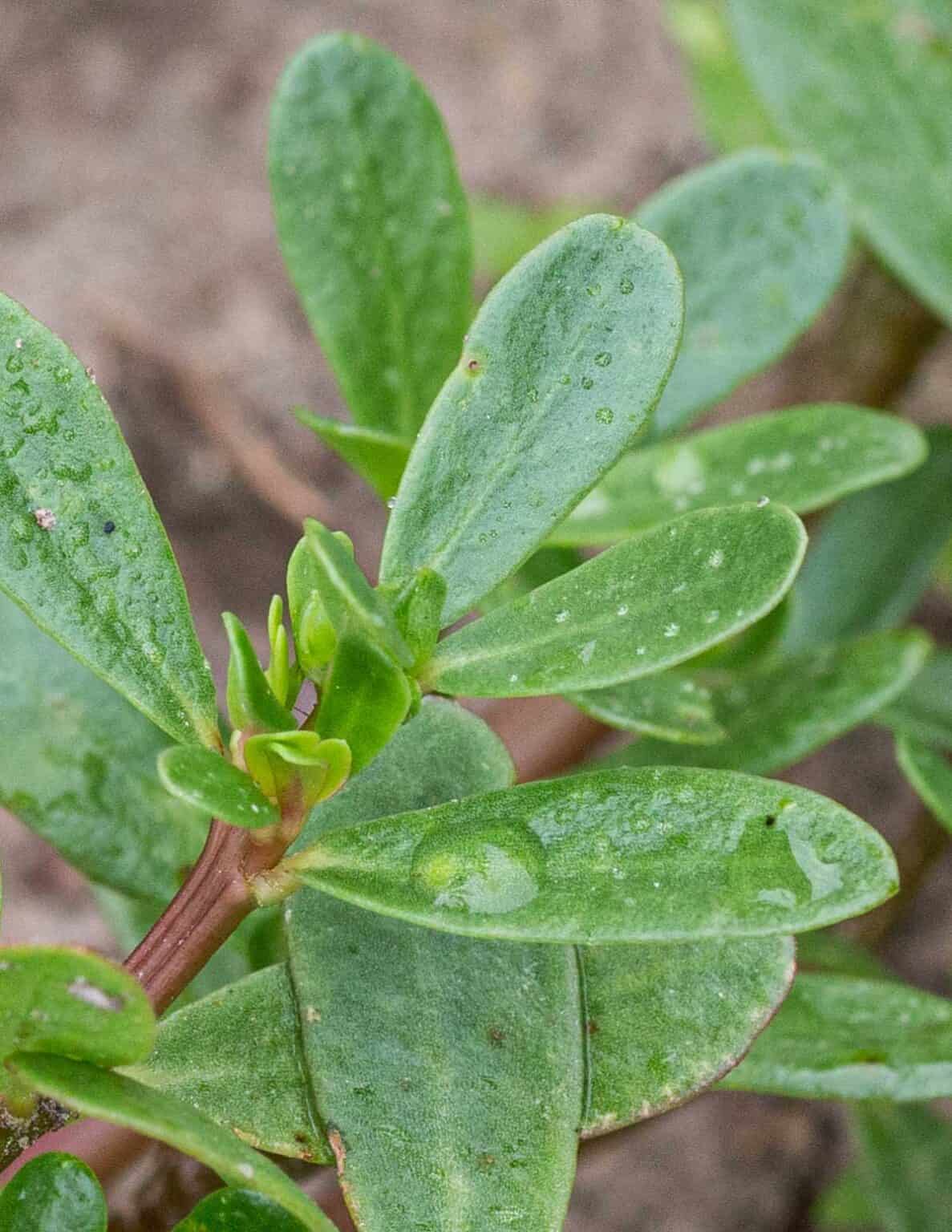 A Classic Horta Recipe: Greek Wild Greens with Olive Oil & Lemon