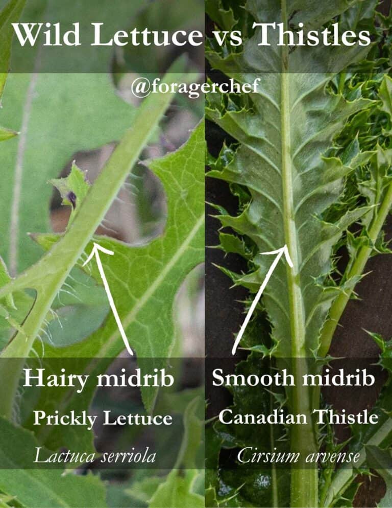 Foraging Wild Lettuce: Identification, Harvesting and Cooking