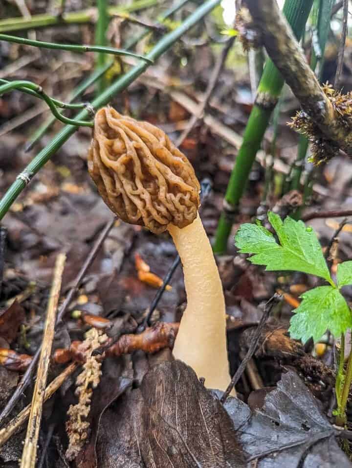 Verpa bohemica: An Edible "Early Morel" - Forager | Chef