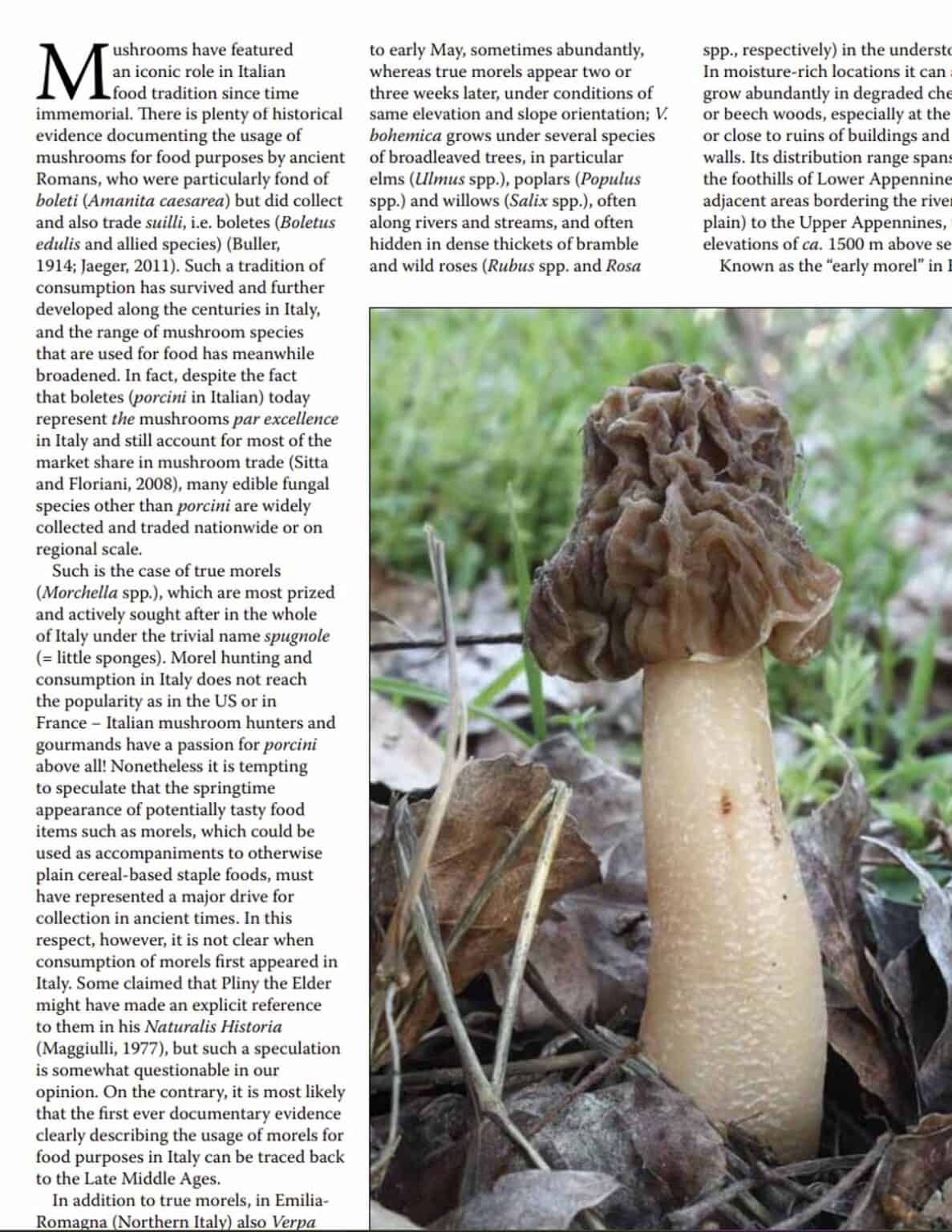 Verpa bohemica: An Edible "Early Morel" - Forager | Chef