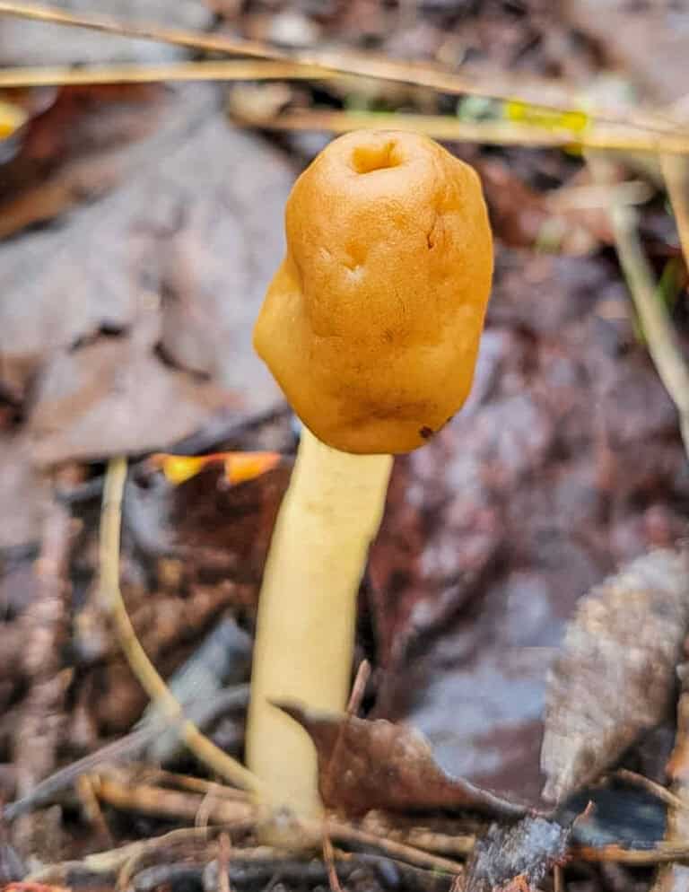 Verpa bohemica: An Edible "Early Morel" - Forager | Chef