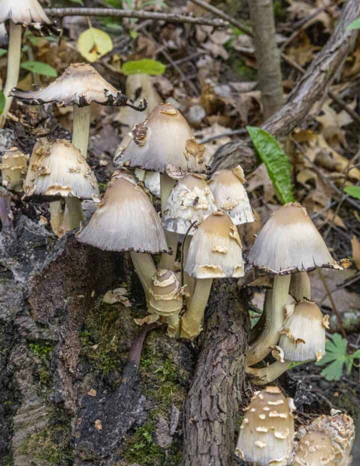 The Mica Cap Mushroom (Coprinellus micaceus) - Forager | Chef