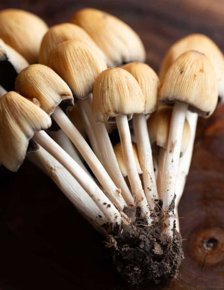 Mica Cap Mushroom Sauce - Forager | Chef