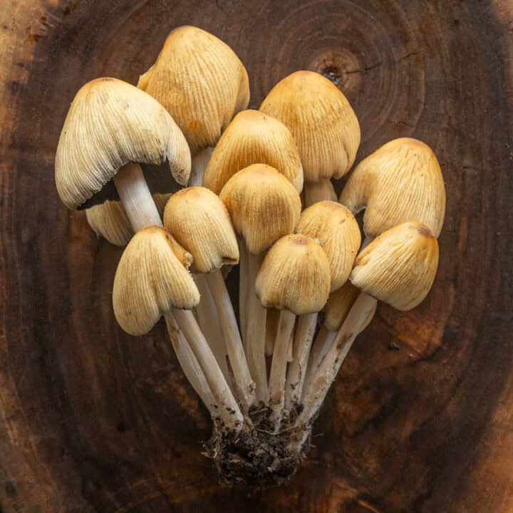 Types of Types of Edible Wild Mushrooms - Forager | Chef