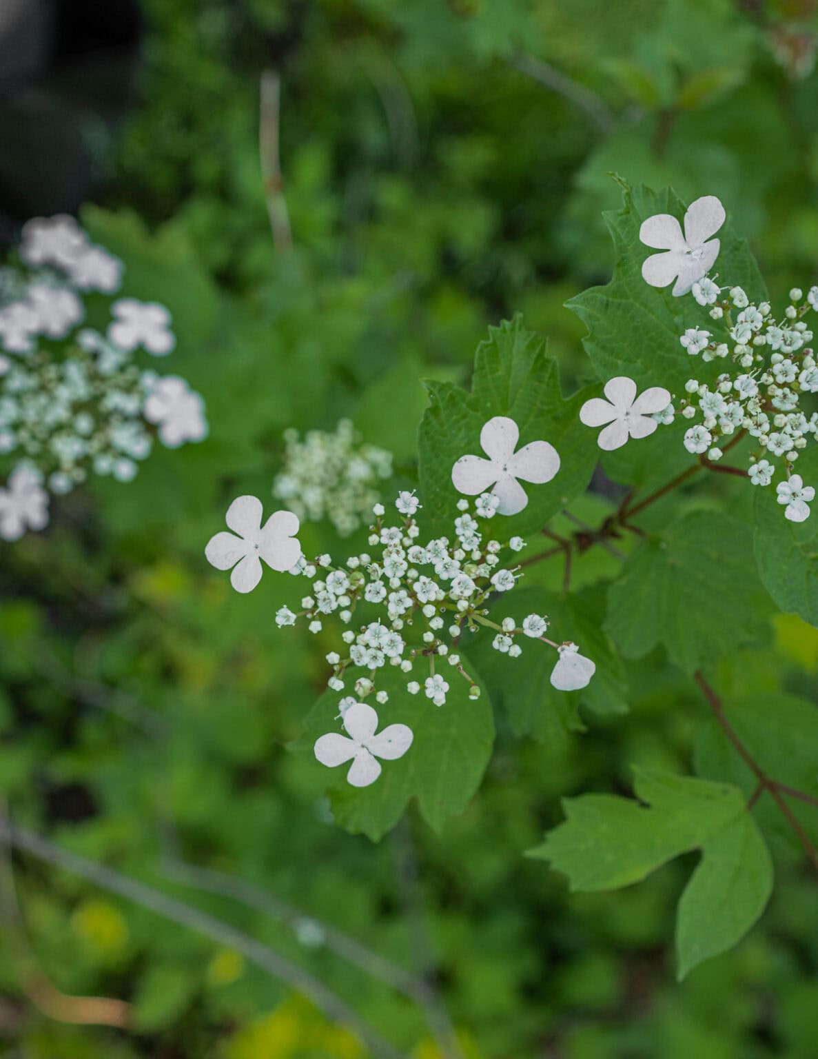 Foraging and Cooking Highbush Cranberries, or Viburnum lentago Foraging and Cooking Highbush Cranberries, or Viburnum lentago