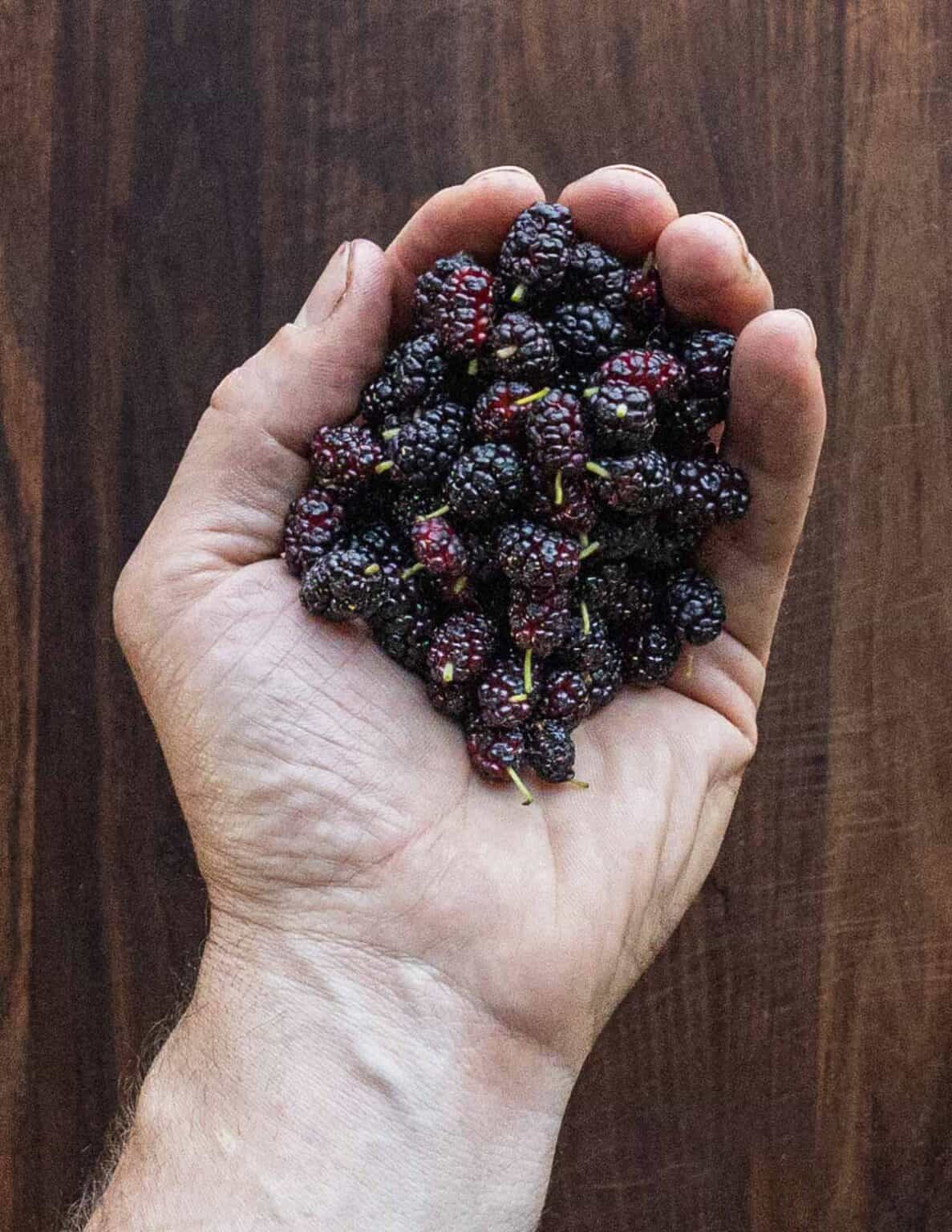 Foraging and Cooking Mulberries - Forager | Chef