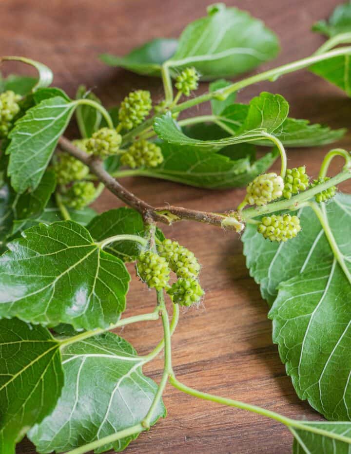 Foraging and Cooking Mulberries - Forager | Chef