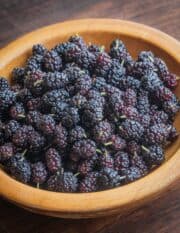 Foraging and Cooking Mulberries - Forager | Chef