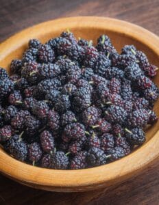Foraging and Cooking Mulberries - Forager | Chef