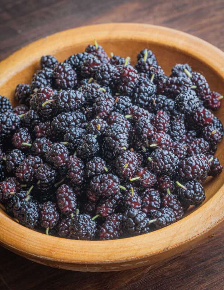Foraging and Cooking Mulberries - Forager | Chef