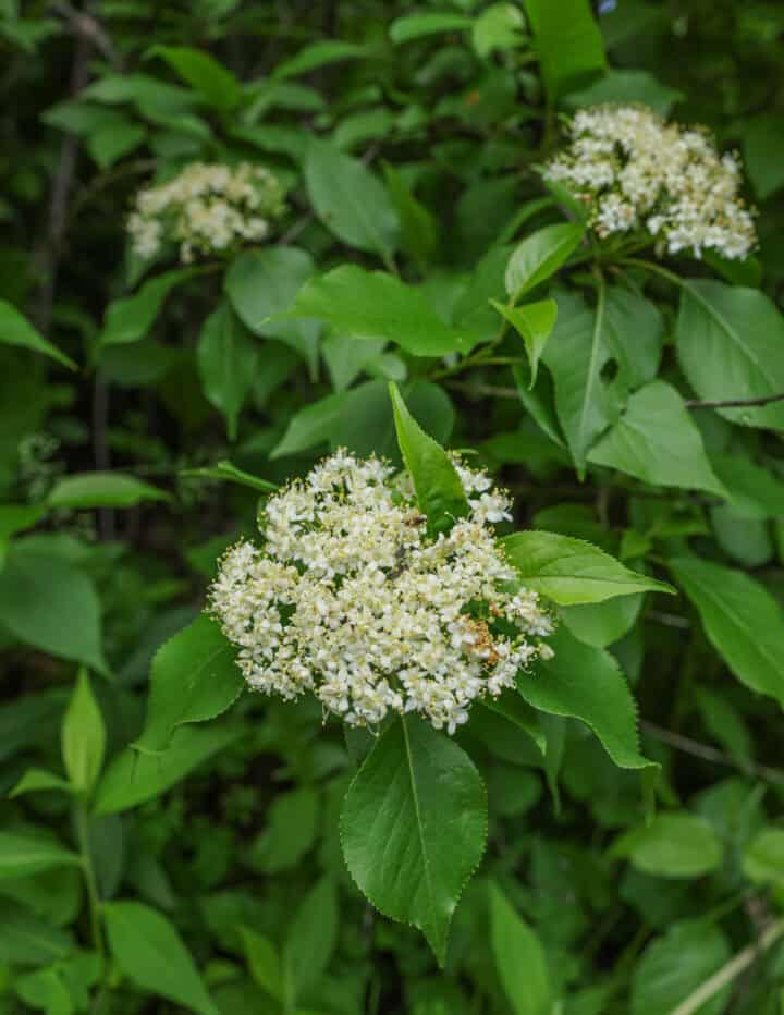 Foraging and Cooking Nannyberries - Forager | Chef