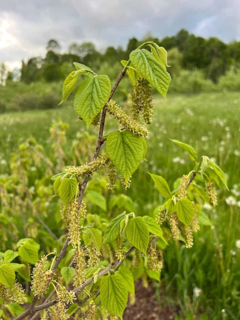 Foraging and Cooking Mulberries - Forager | Chef