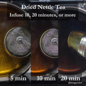 Fresh Stinging Nettle Tea with Mint - Forager | Chef