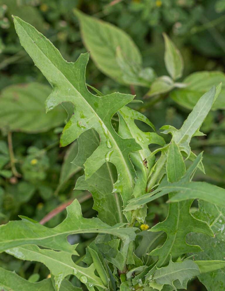 Fermented Dandelion or Wild Lettuce Kimchi - Forager | Chef