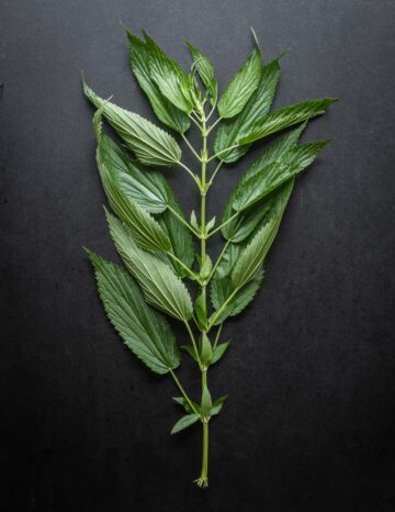 Fresh Stinging Nettle Tea with Mint - Forager | Chef