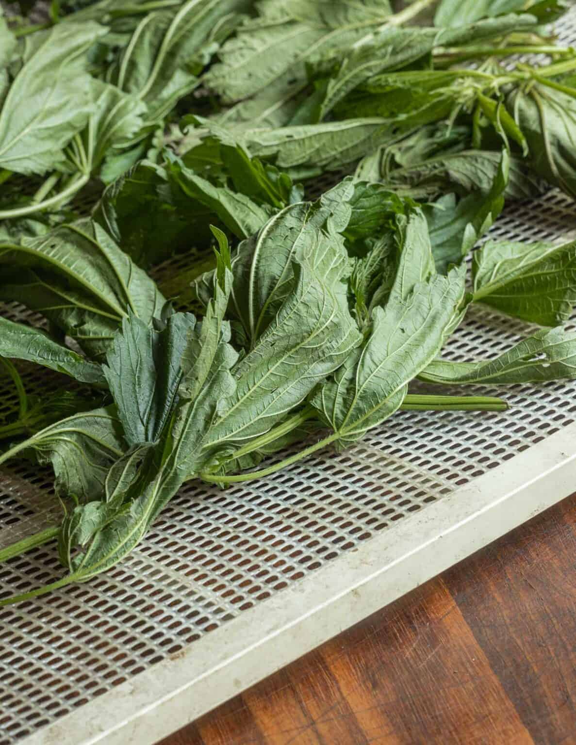 Fresh Stinging Nettle Tea with Mint - Forager | Chef