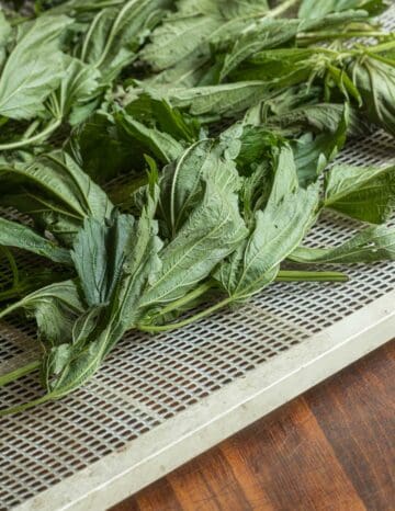 Fresh Stinging Nettle Tea with Mint - Forager | Chef