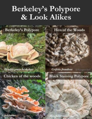 Foraging and Cooking Berkeley's Polypore (Bondarzewia berkeleyi) - Forager | Chef