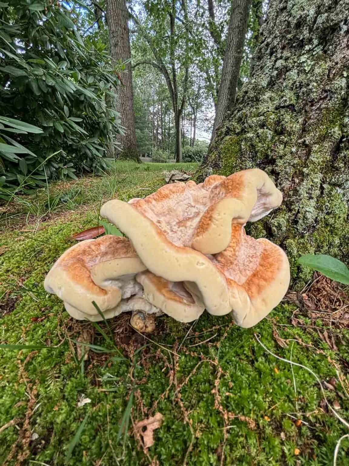 Foraging and Cooking Berkeley's Polypore (Bondarzewia berkeleyi ...