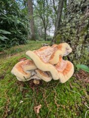 Foraging and Cooking Berkeley's Polypore (Bondarzewia berkeleyi ...