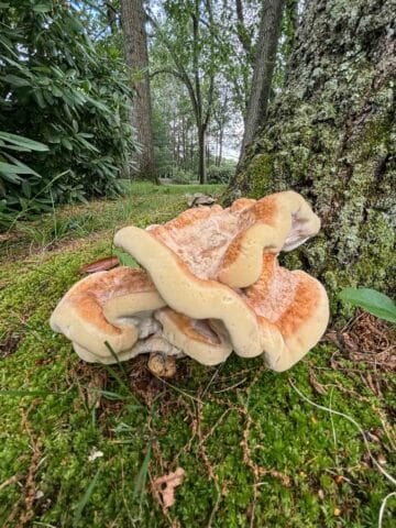 Foraging and Cooking Berkeley's Polypore (Bondarzewia berkeleyi ...
