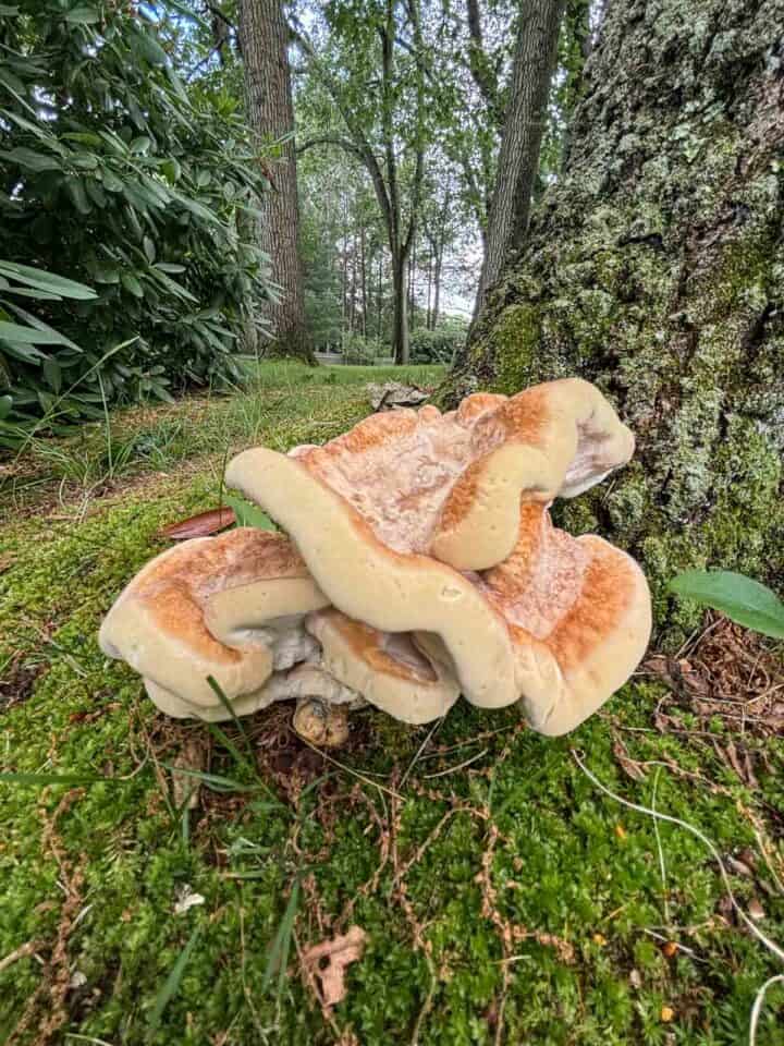 Foraging and Cooking Berkeley's Polypore (Bondarzewia berkeleyi ...