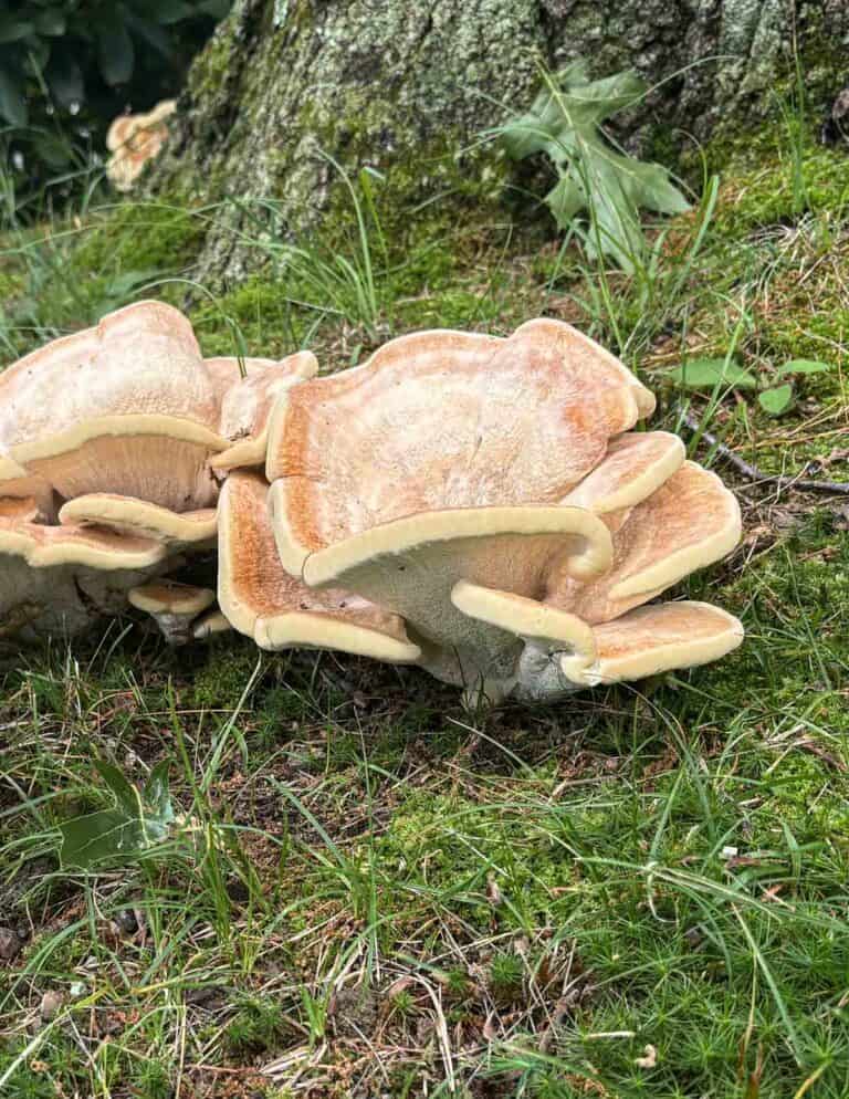 Foraging and Cooking Berkeley's Polypore (Bondarzewia berkeleyi ...