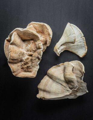 Foraging and Cooking Berkeley's Polypore (Bondarzewia berkeleyi ...