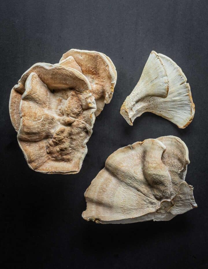 Foraging and Cooking Berkeley's Polypore (Bondarzewia berkeleyi ...